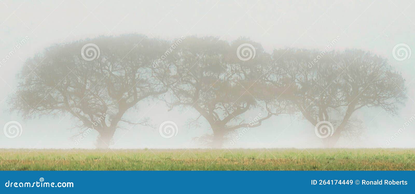 Oak trees in the mist stock image. Image of foggy, morning - 264174449