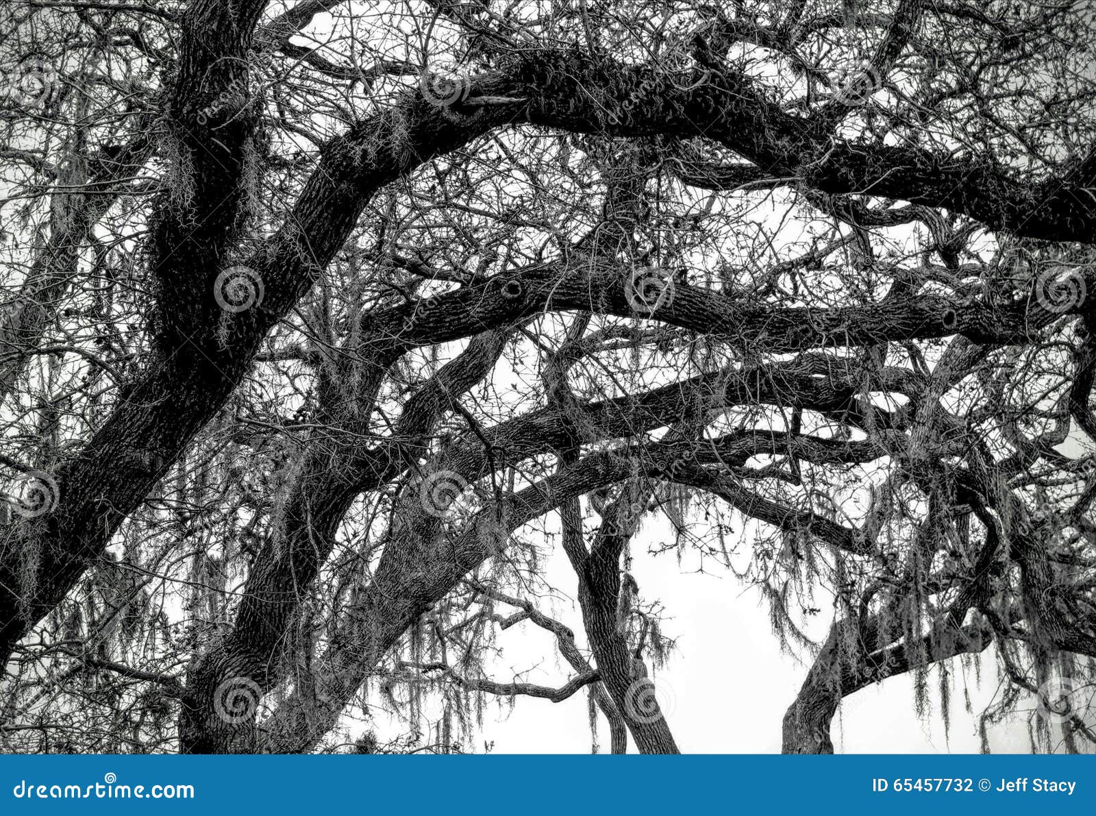 Oak Trees with Moss on Branches. Stock Photo - Image of moss, black ...