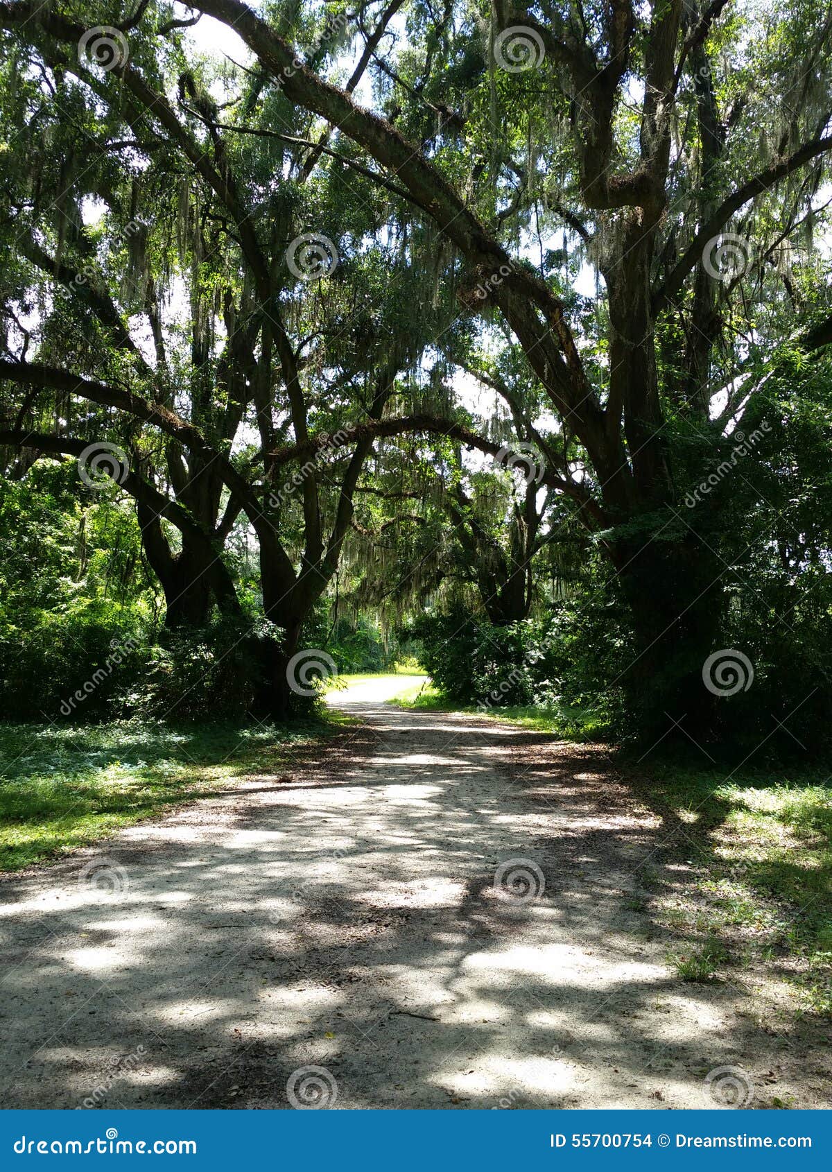Oak trees on nature trail stock photo. Image of trees - 55700754