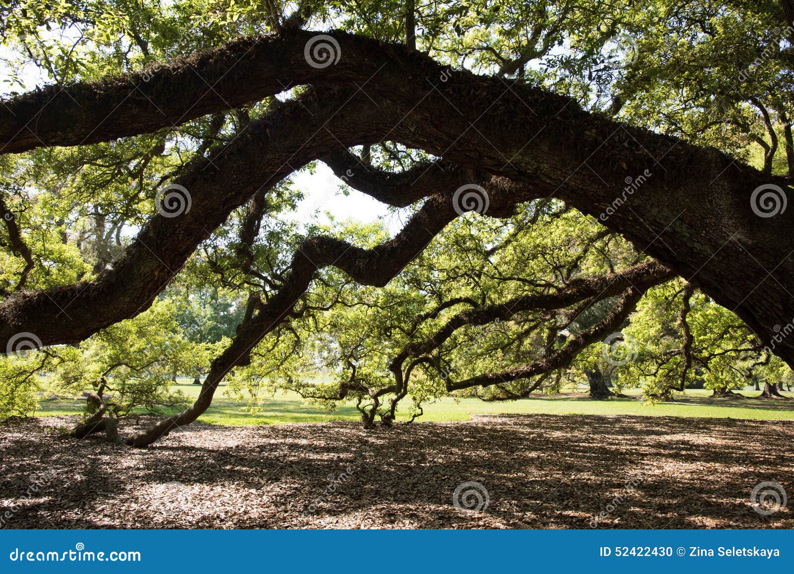 Oak trees stock photo. Image of oaks, southern, historic - 52422430