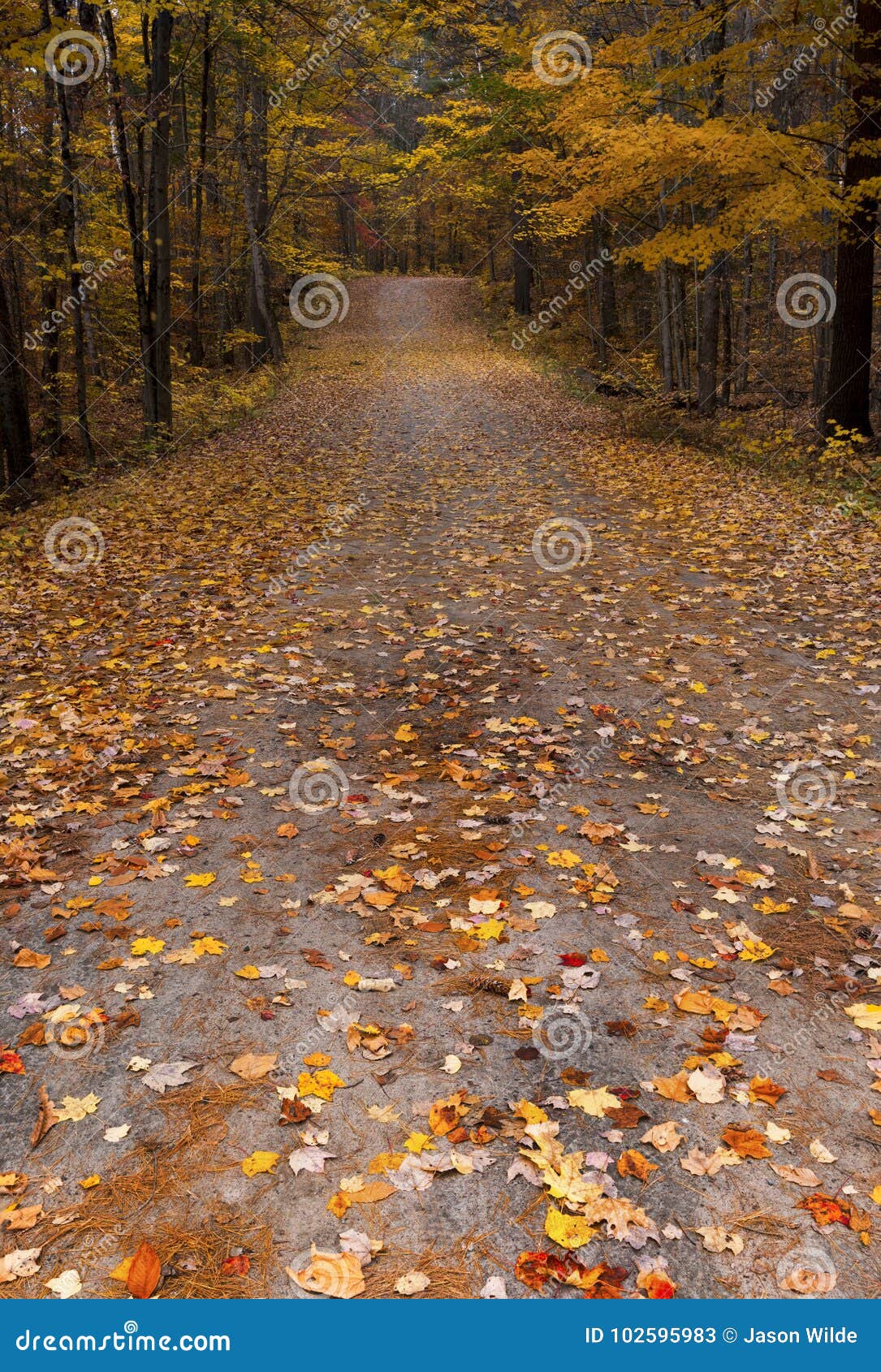 Fall Colours in Ontario Canada Giant Oak Trees Stock Image - Image of ...