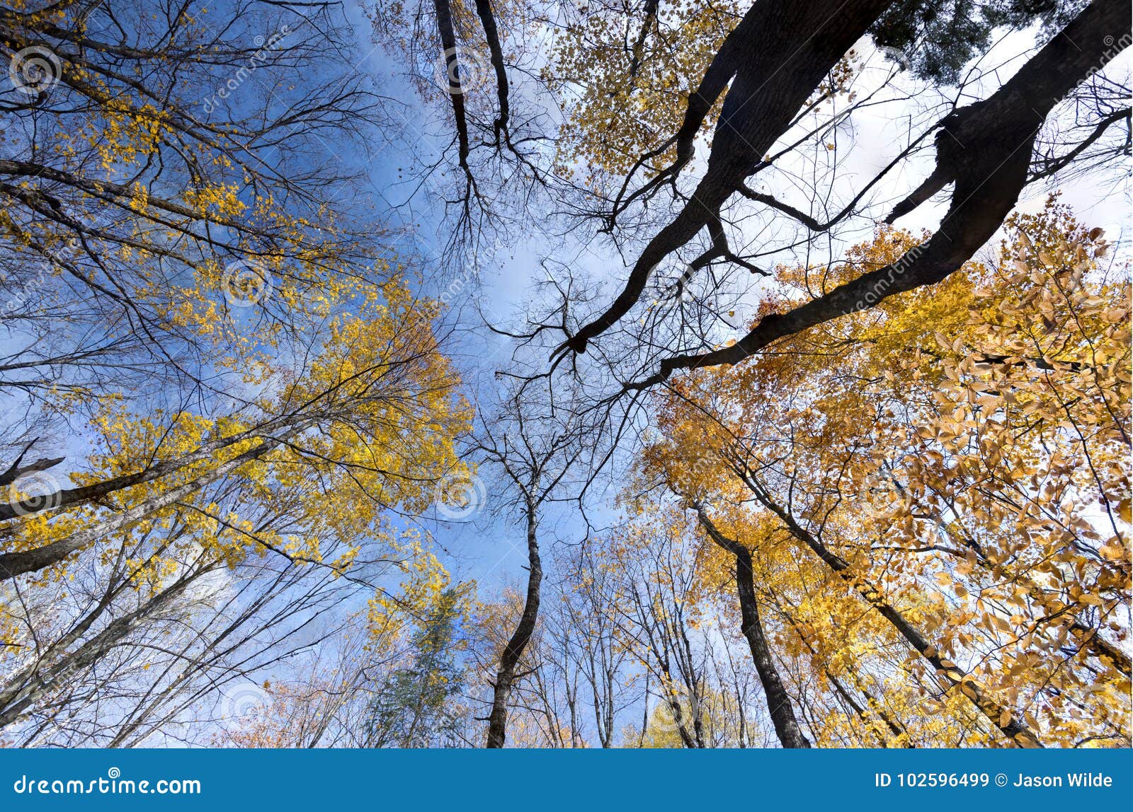Fall Colours in Ontario Canada Giant Oak Trees Stock Image - Image of ...