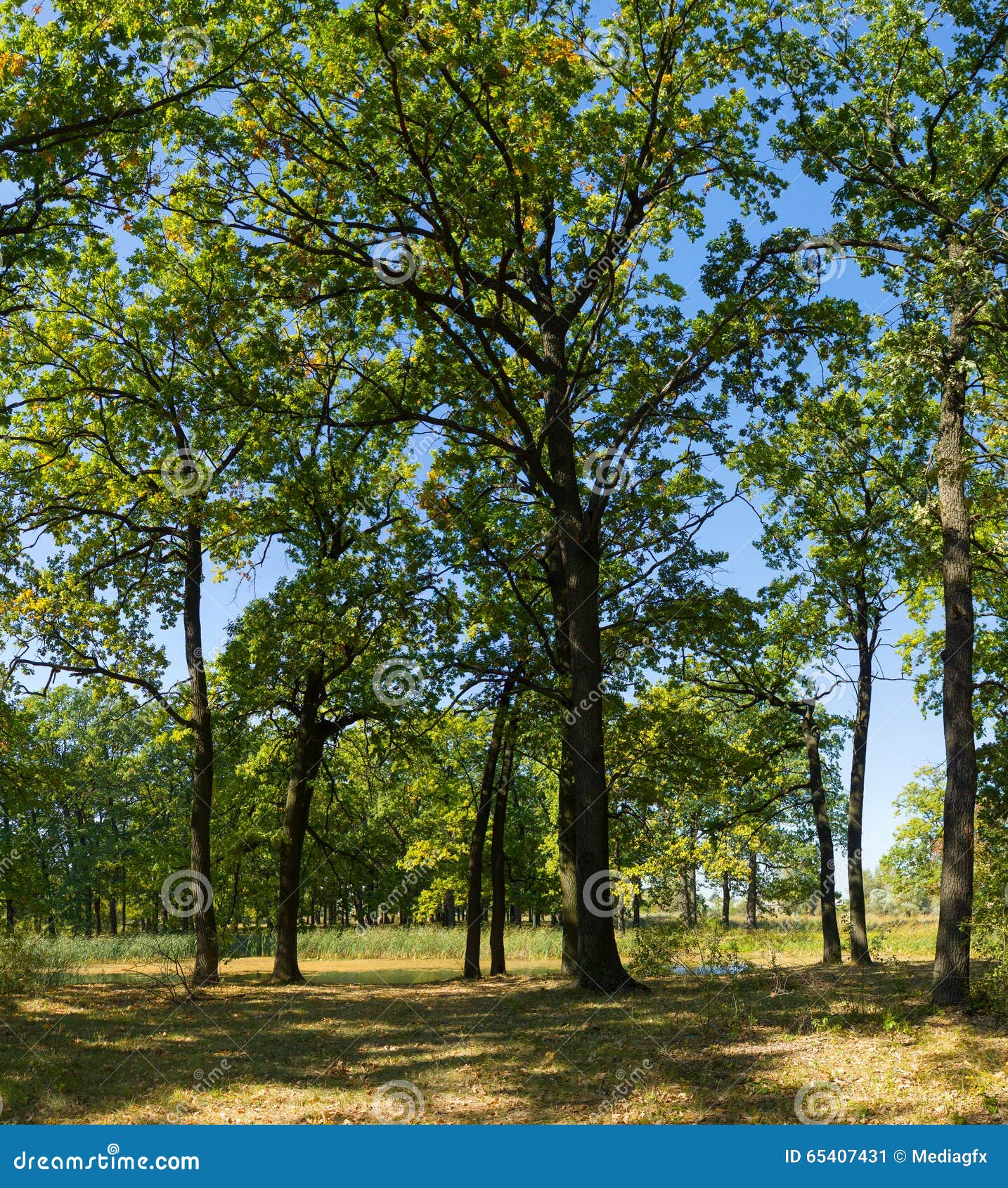 Oak trees park stock image. Image of organic, tree, plants - 65407431