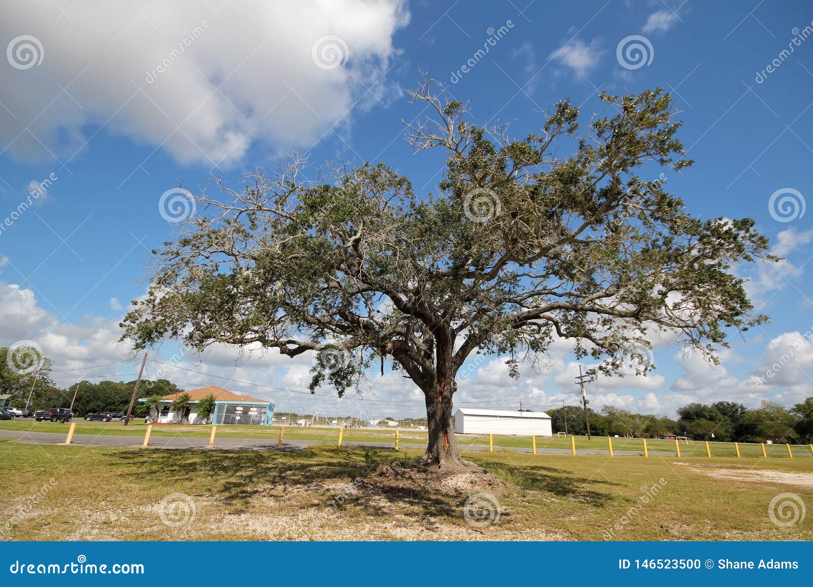 Louisiana Oak Tree stock photo. Image of grass, southern - 146523500