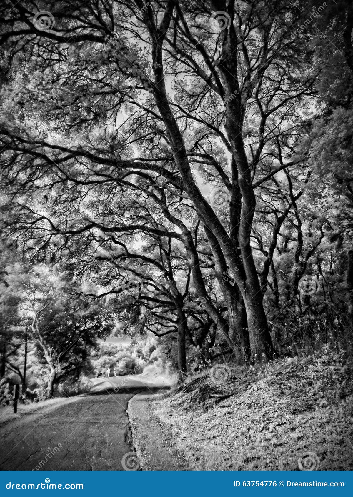 Oak trees and path stock photo. Image of black, trees - 63754776