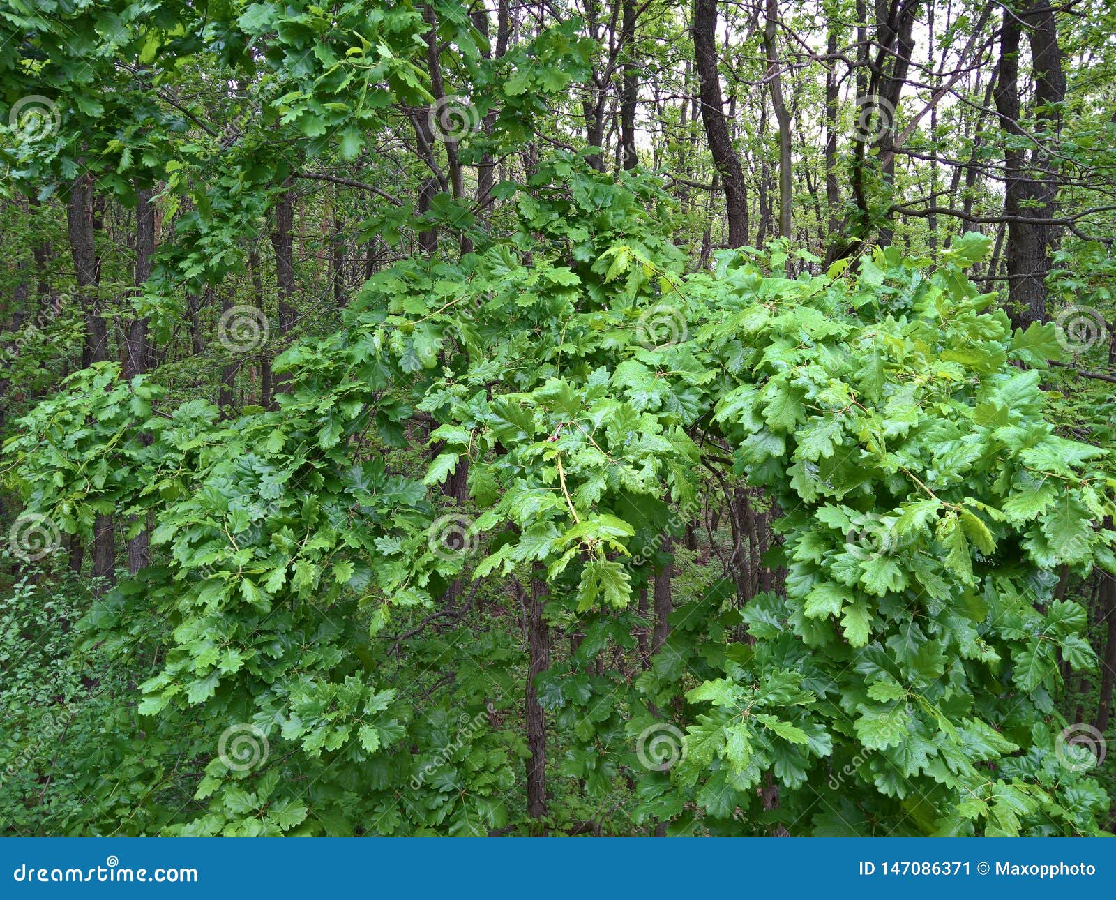 The Oak Trees after the Rain in the Spring Stock Image - Image of ...