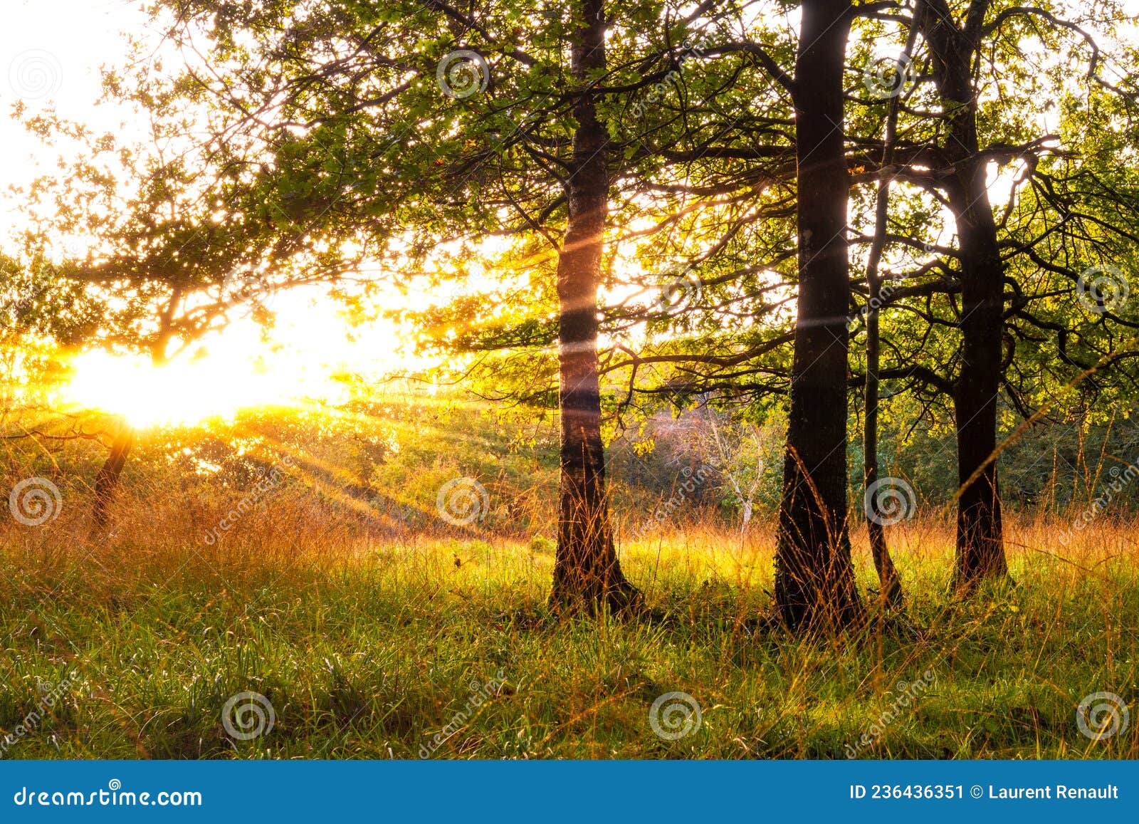 Oak trees in rays of light stock image. Image of nature - 236436351