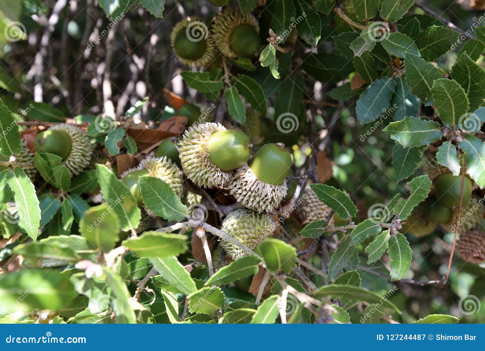 On Oak Trees Ripened Acorns Stock Image - Image of flora, landscape ...