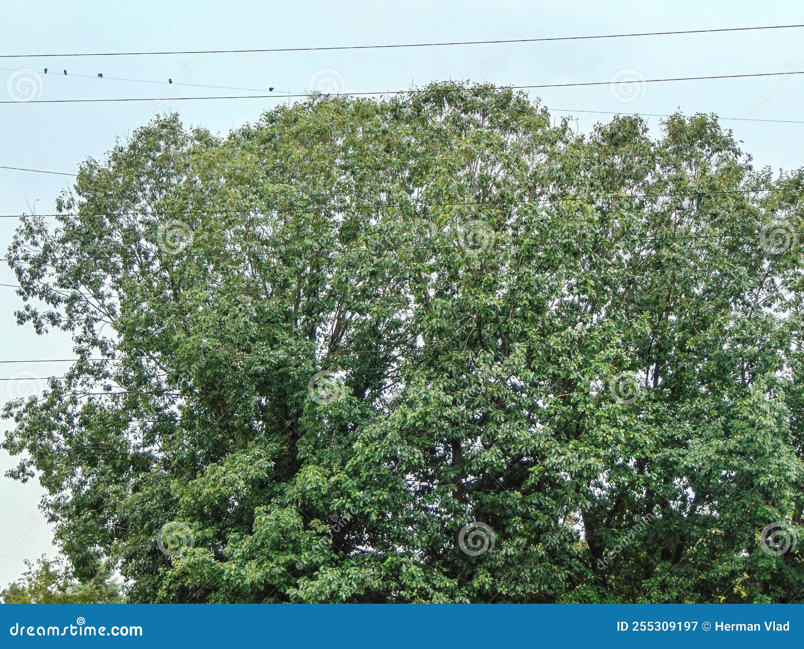 Oak Trees in Romania. Big Trees Stock Image - Image of tree, trees ...