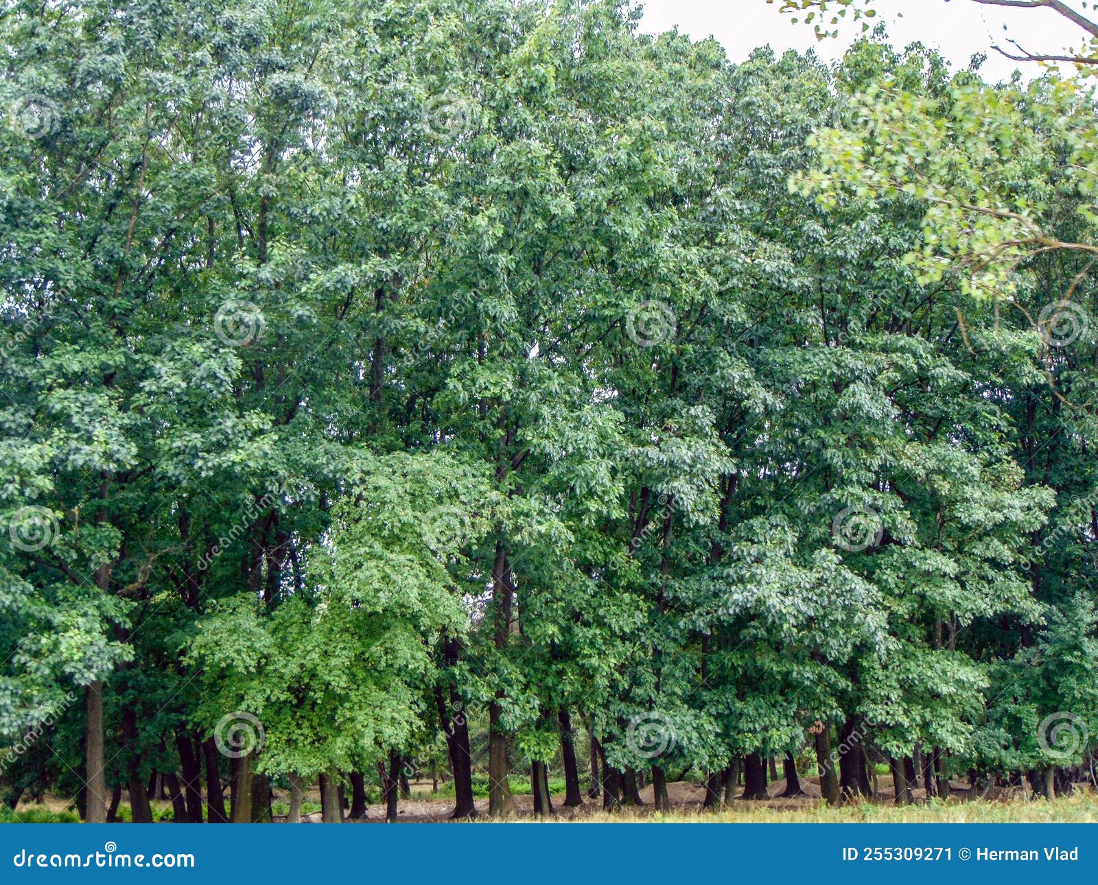 Oak Trees in Romania. Big Trees Stock Image - Image of romania, trees ...