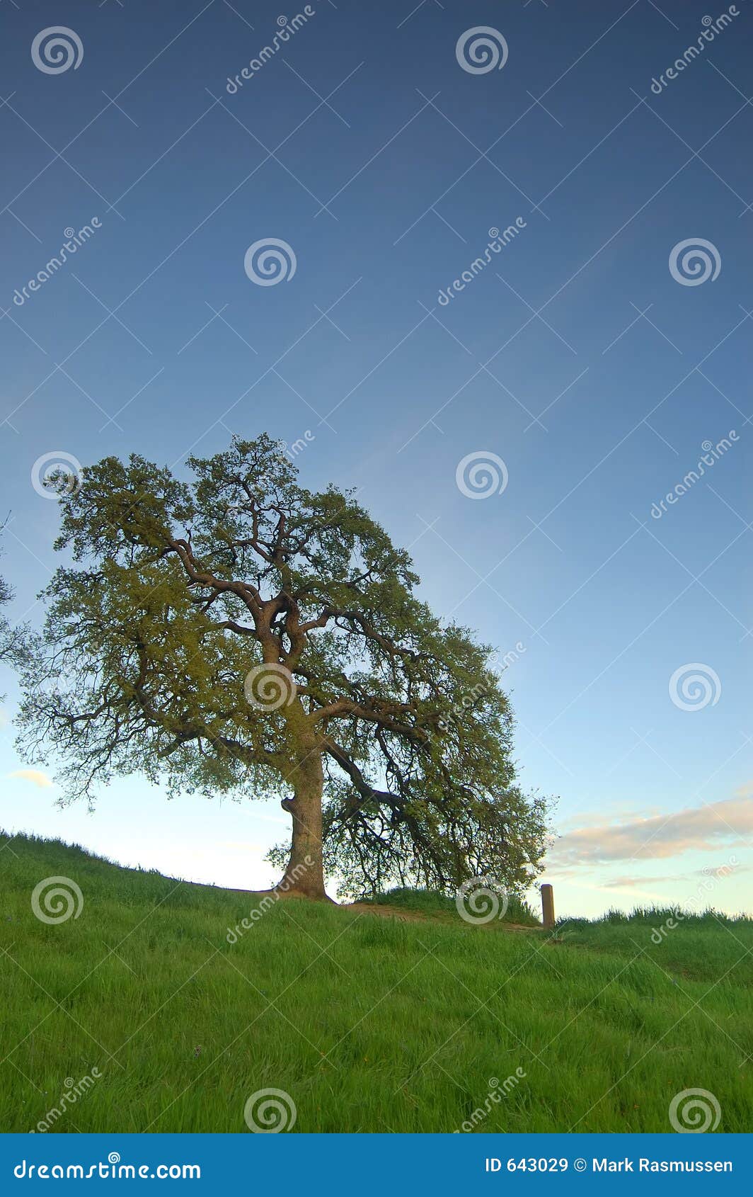 Oak trees in spring stock image. Image of twilight, hillside - 643029