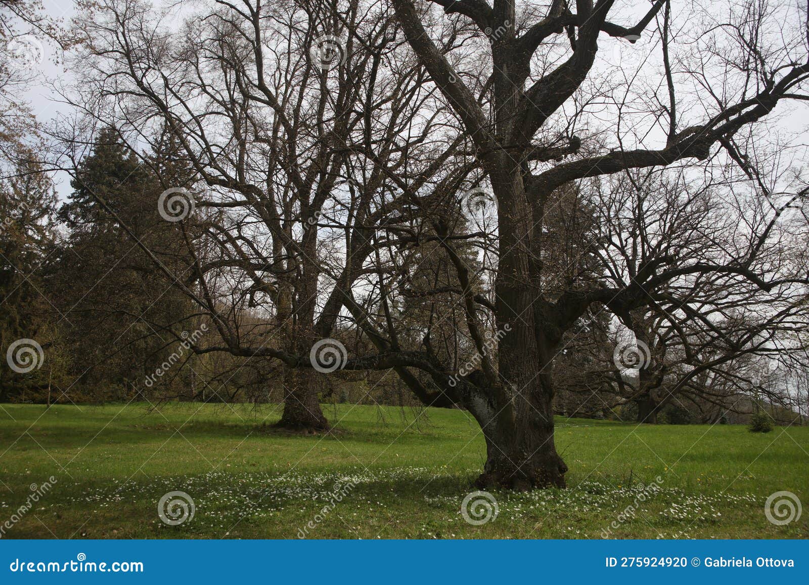 Oak Trees in the Spring Park Stock Photo - Image of shrub, meadow ...