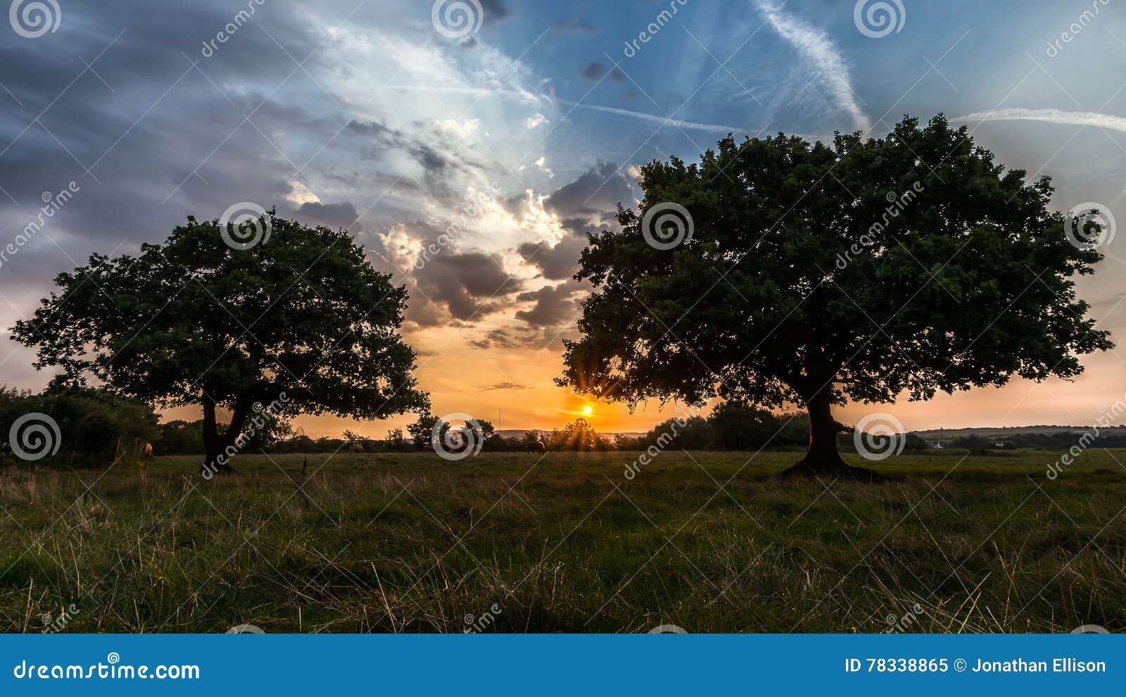 Oak Trees at Sunrise stock image. Image of trees, treescape - 78338865