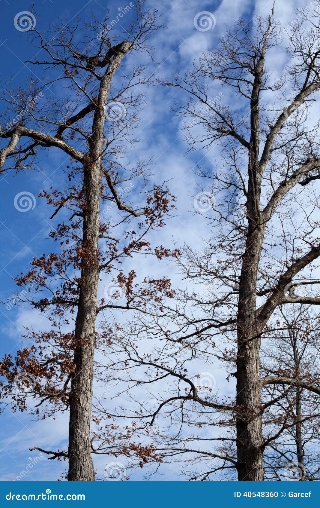 Oak trees stock photo. Image of bluesky, forest, autumn - 40548360