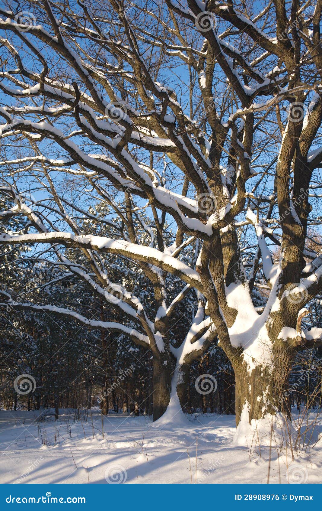 Oak trees in winter wood stock photo. Image of frozen - 28908976