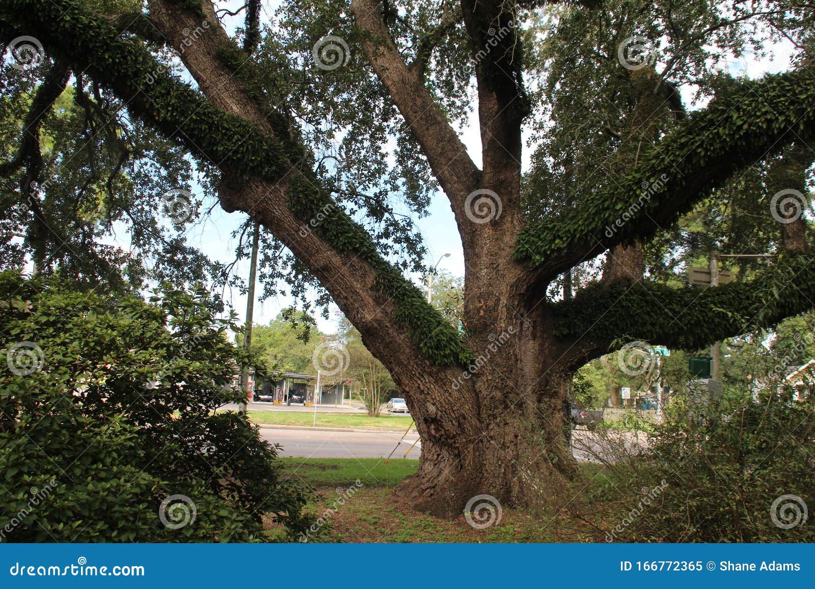 Louisiana Oak Tree stock image. Image of park, south - 166772365