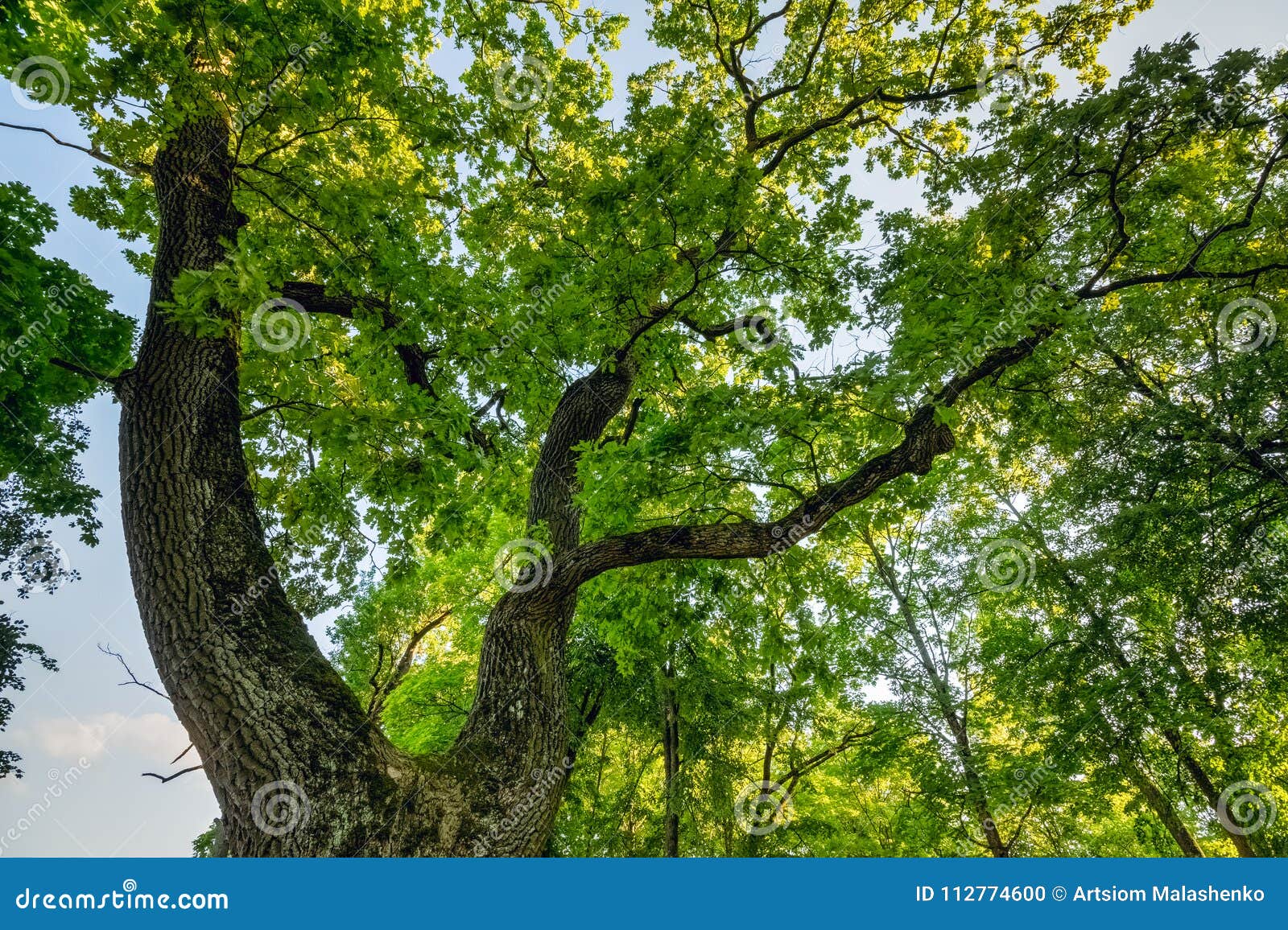 Huge oak view from below stock photo. Image of nature - 112774600