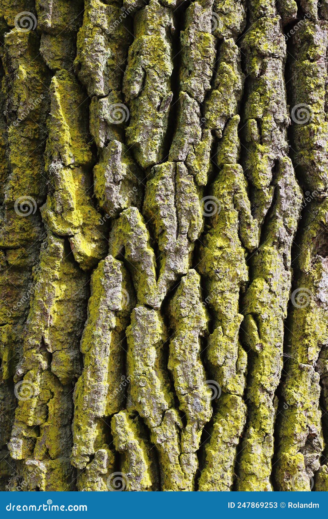 Oak trunk stock image. Image of surface, wallpaper, natural - 247869253