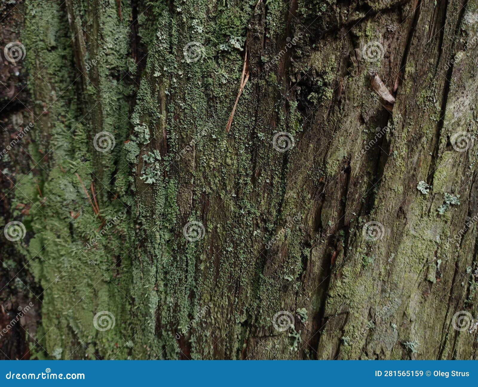 Oak Trunk Structure. a Sick Old Tree. Texture of Diseased Oak Stock ...
