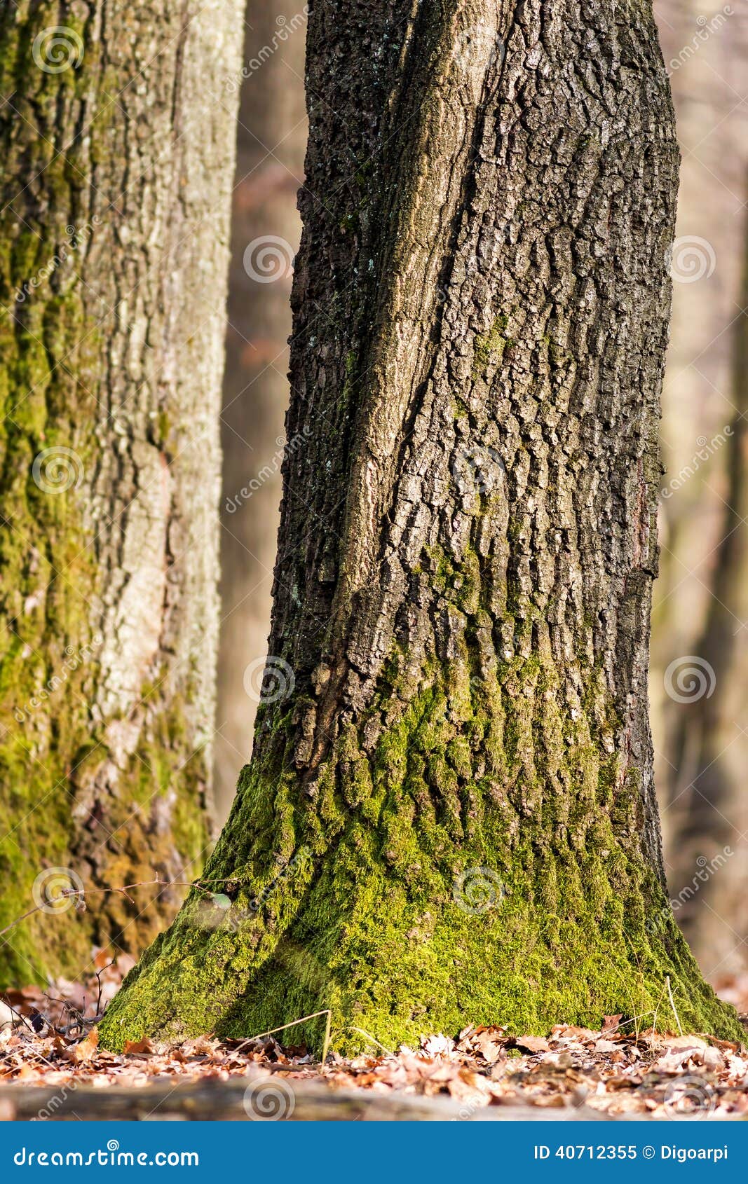 Oak trunk stock image. Image of renewable, moss, plant - 40712355