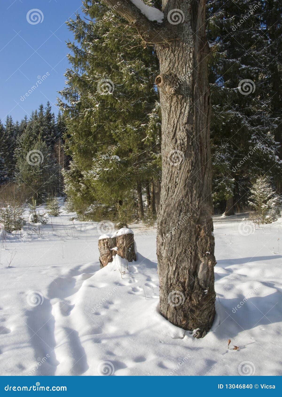 Oak Trunk in Winter Fir Forest Stock Photo - Image of countryside ...