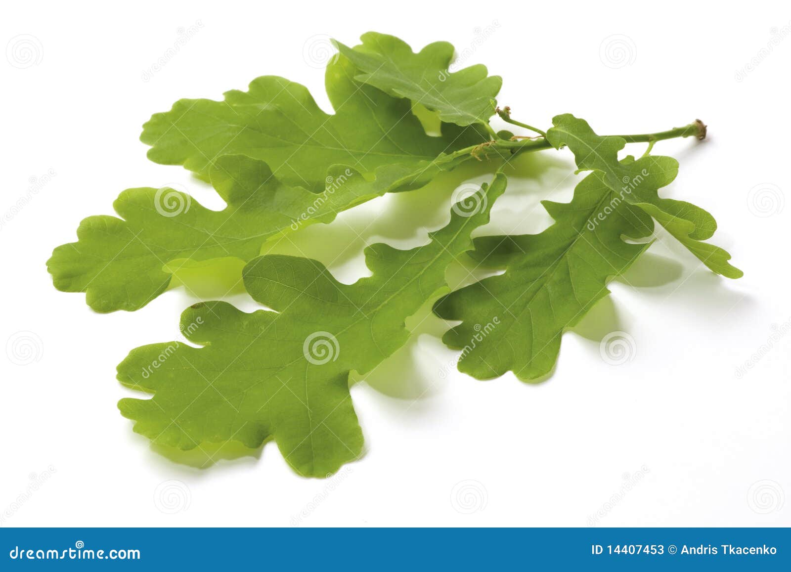 Oak twig stock image. Image of nature, leafy, background - 14407453