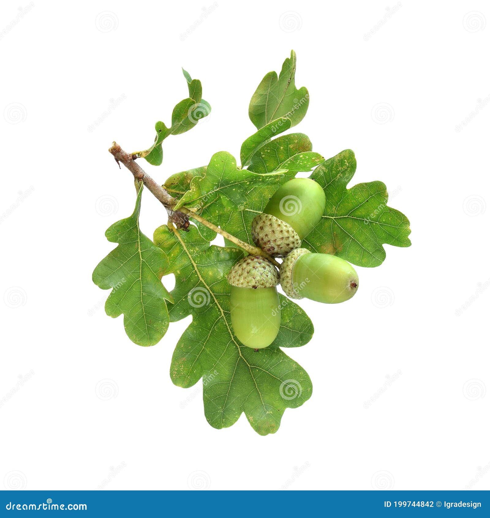 Oak Twig Acorns Closed Up Isolated on White Stock Photo - Image of ...