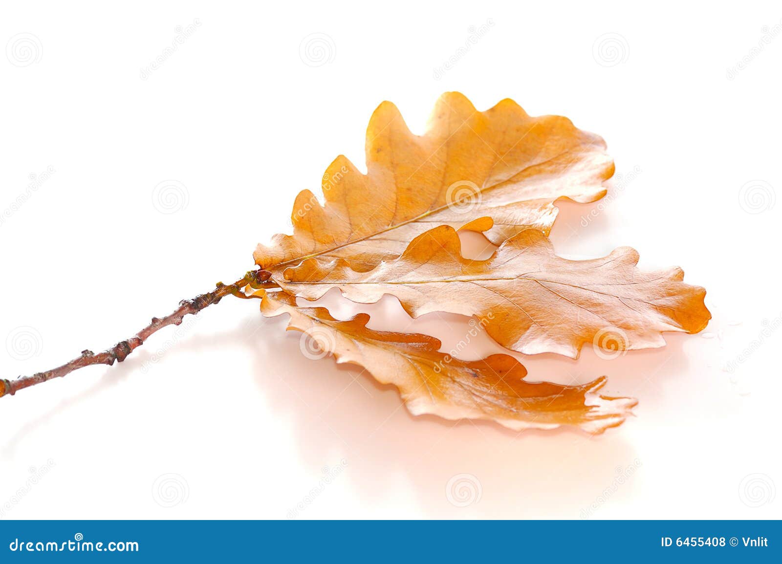 Oak twig stock photo. Image of isolated, bright, ornate - 6455408