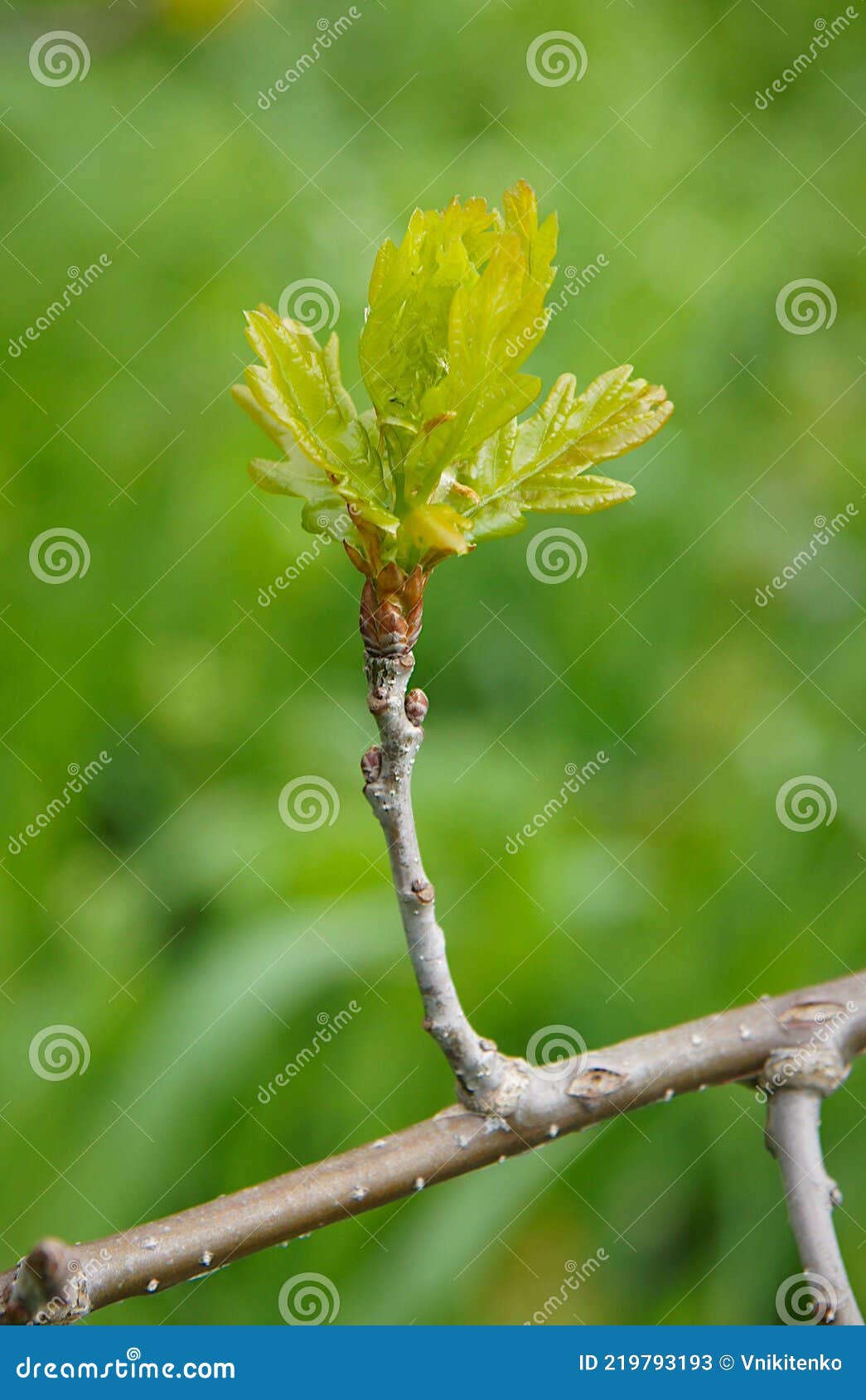 Oak Twig with Fresh Young Leaves Stock Image - Image of twig, organic ...