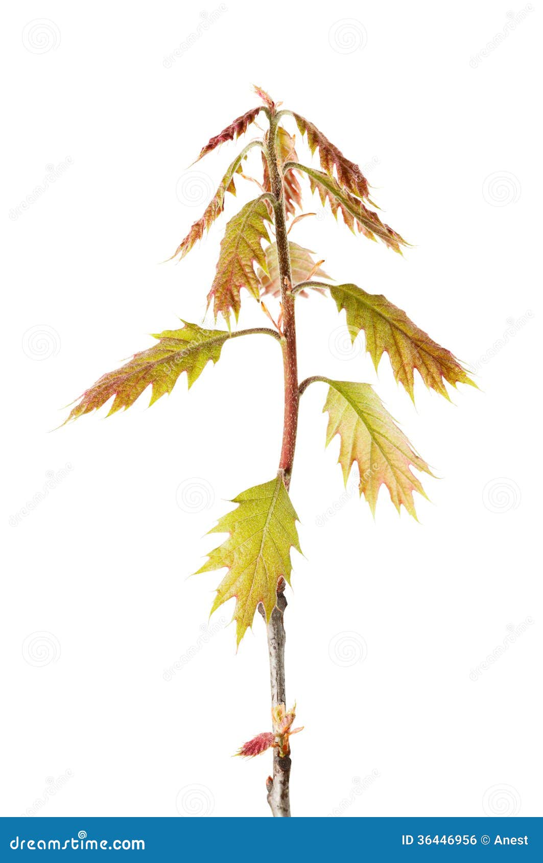 Oak twig stock photo. Image of springtime, object, foliage - 36446956