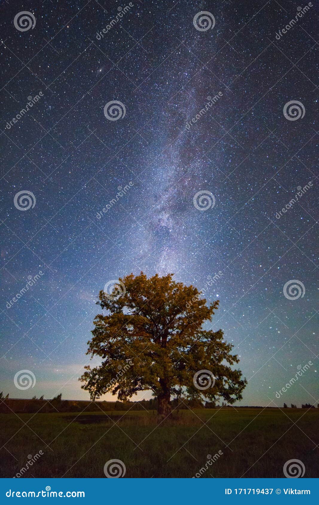Oak under stars stock image. Image of astronomy, nature - 171719437