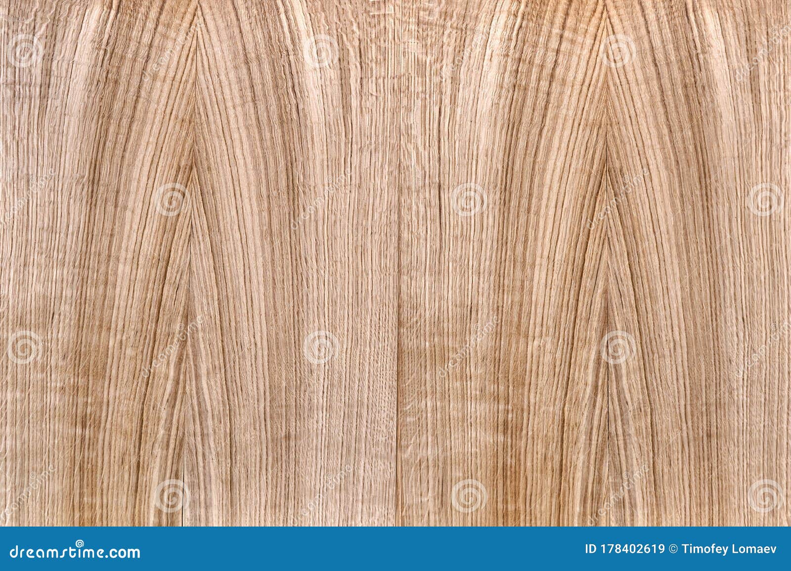Oak veneer. Oak texture stock image. Image of splice - 178402619