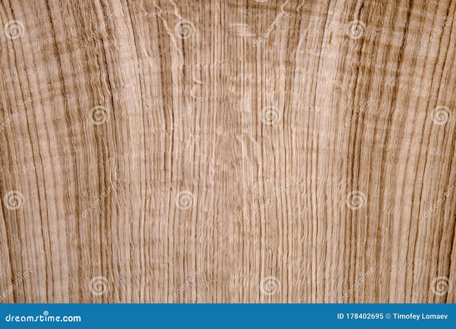 Oak veneer. Oak texture stock image. Image of artisan - 178402695