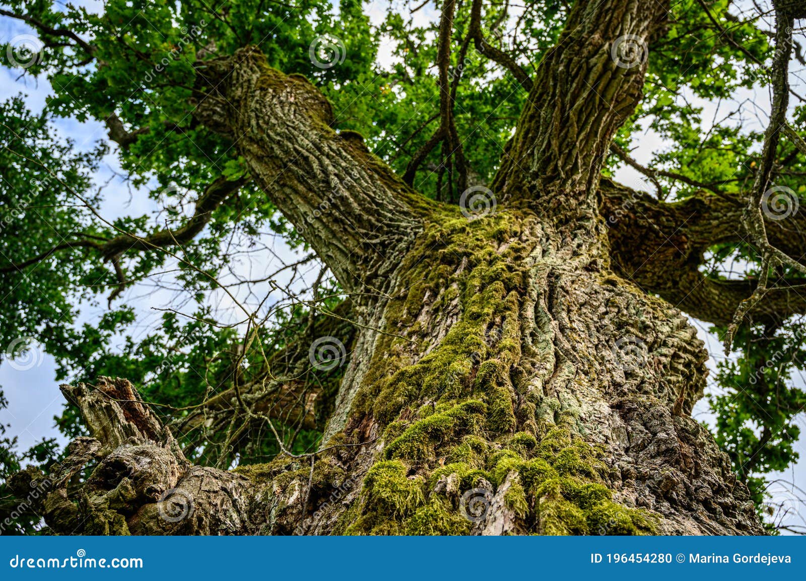 Oak View from Bottom To Top. a Mighty Old Tree with Moss on the Bark ...