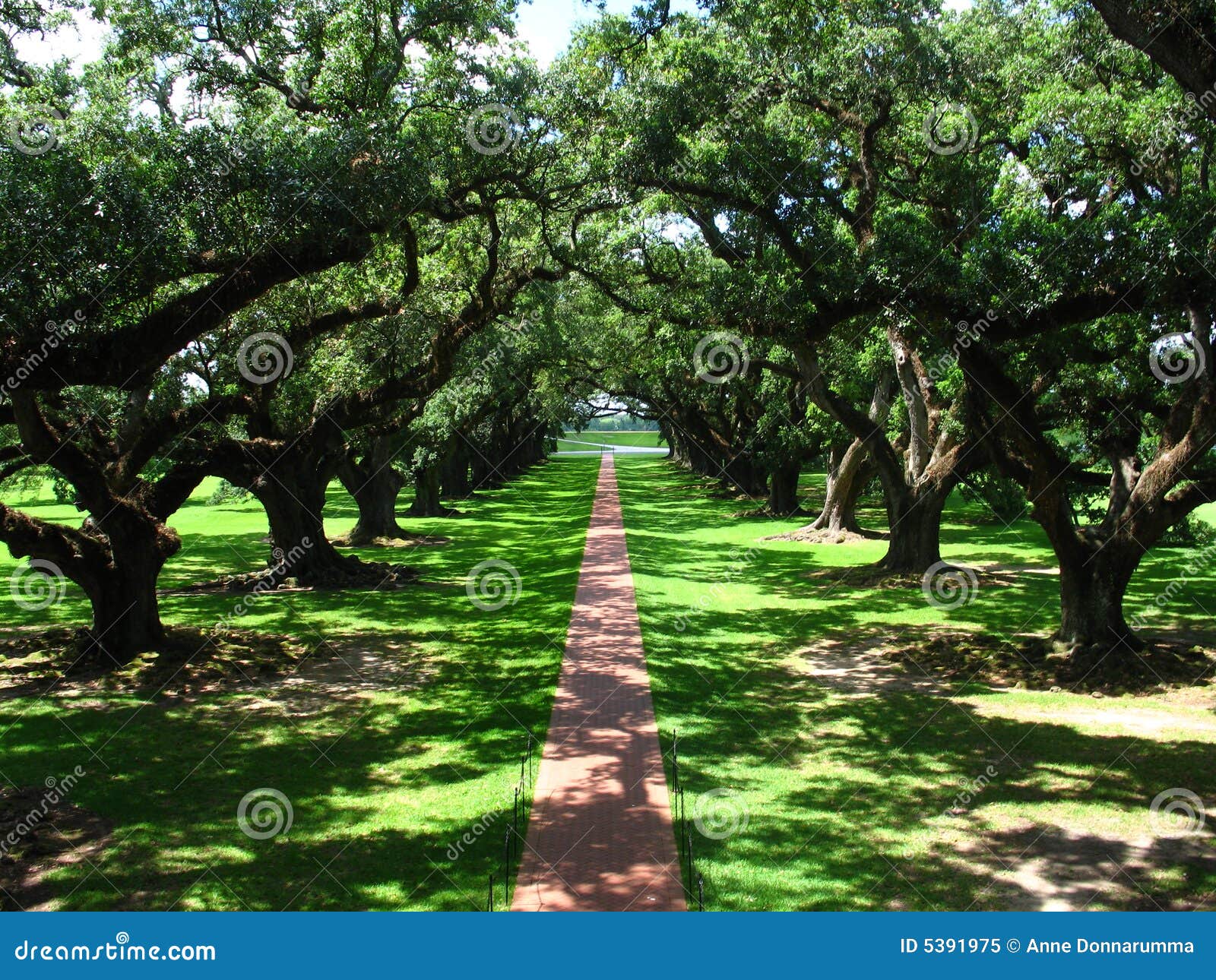 Oak Walk stock image. Image of grass, live, serenity, southern - 5391975