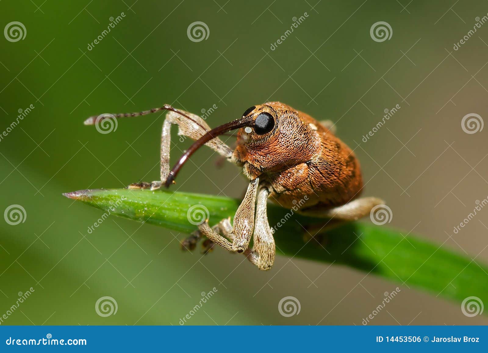 Oak weevil stock photo. Image of nose, insect, tanning - 14453506