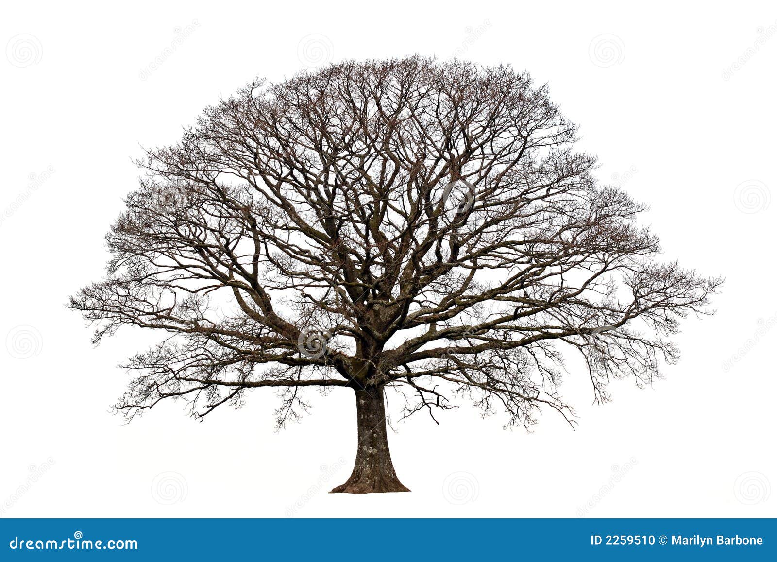 161 Winter Devoid Photos - Free & Royalty-Free Stock Photos from Dreamstime