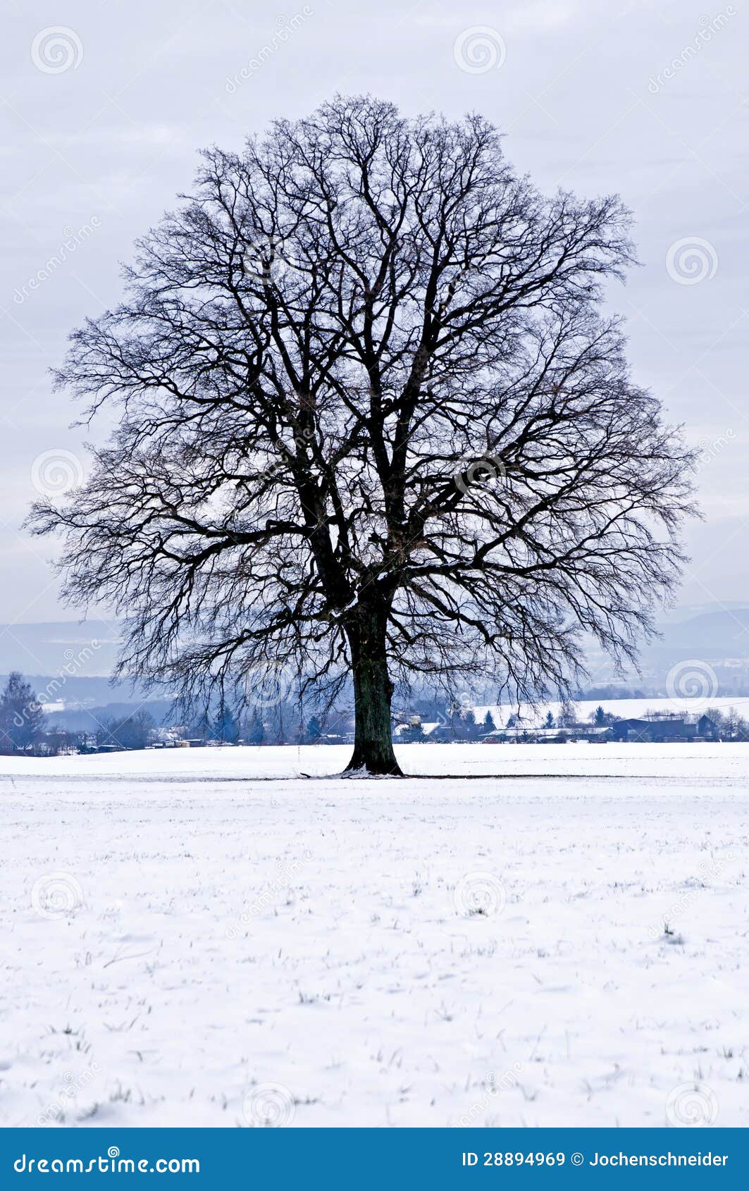 Oak in winter stock image. Image of tree, nature, peaceful - 28894969