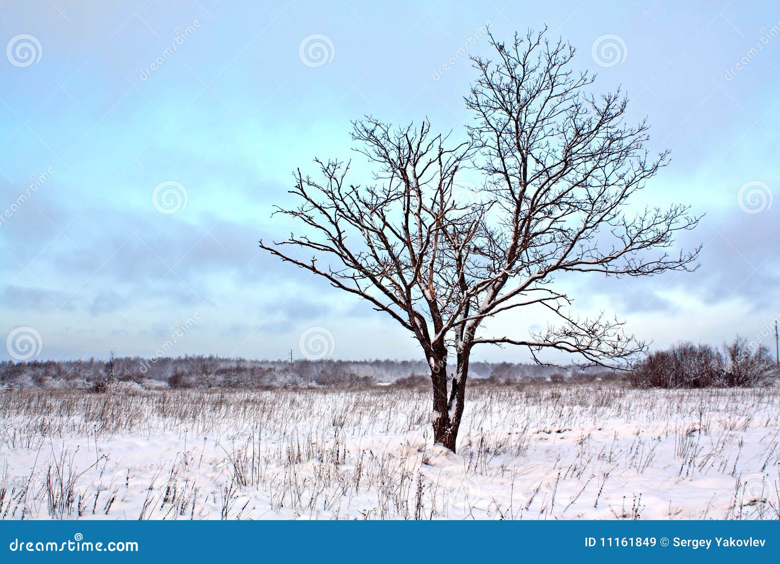 Oak on winter field stock image. Image of forest, beautiful - 11161849