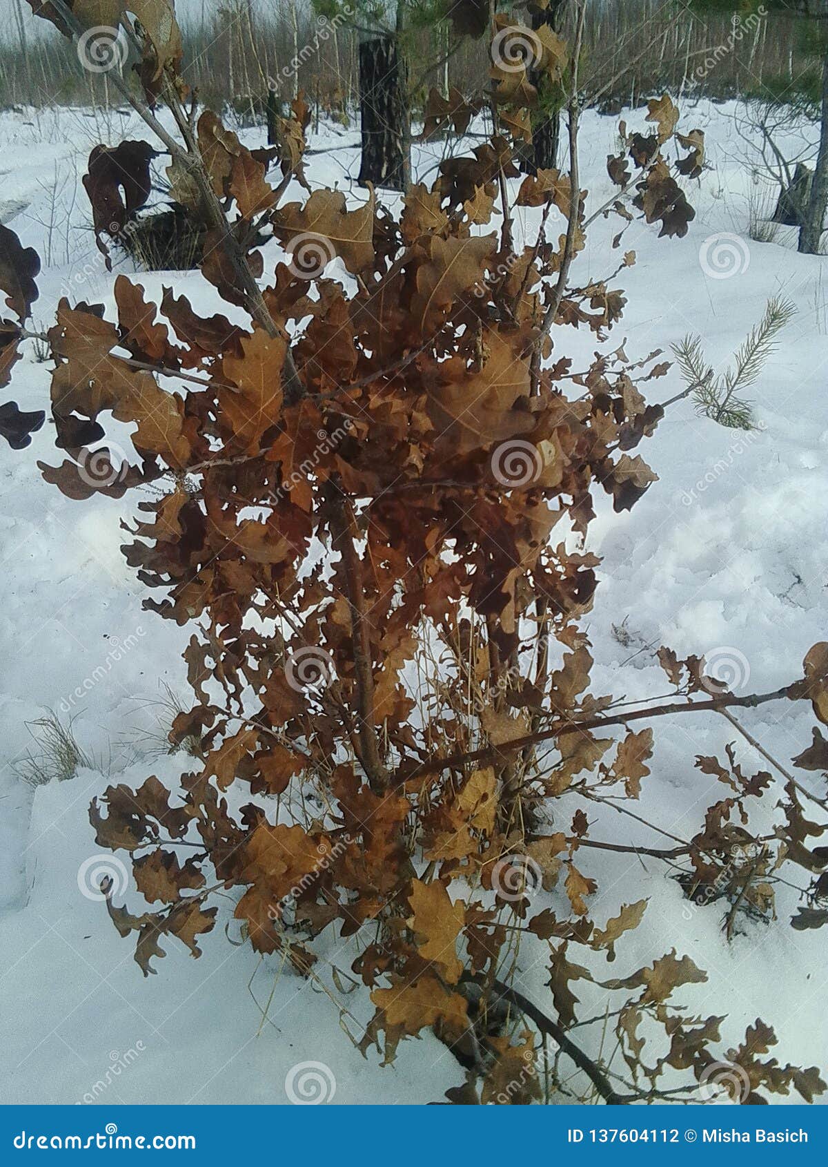 Oak stock photo. Image of tree, wood, winter, snow, good - 137604112