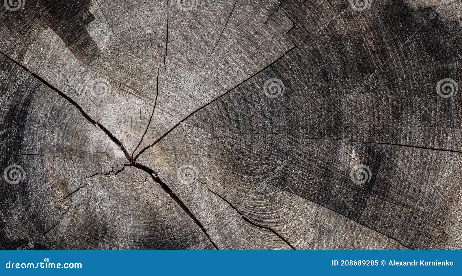 Oak Wood Rings Texture Image Stock Image - Image of circle, nature ...