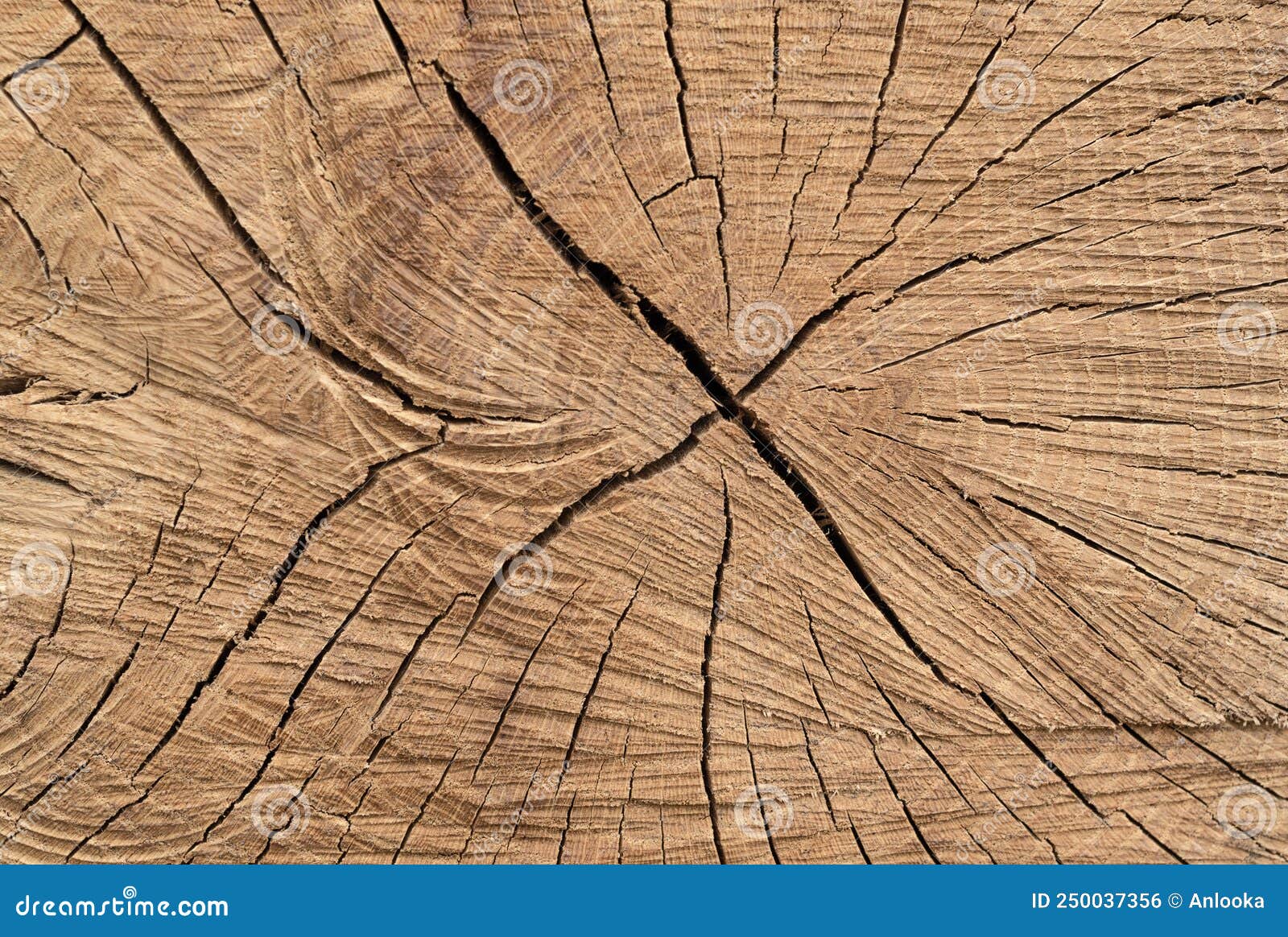 Oak Wood Texture on the Transverse Cut of the Trunk Stock Photo - Image ...