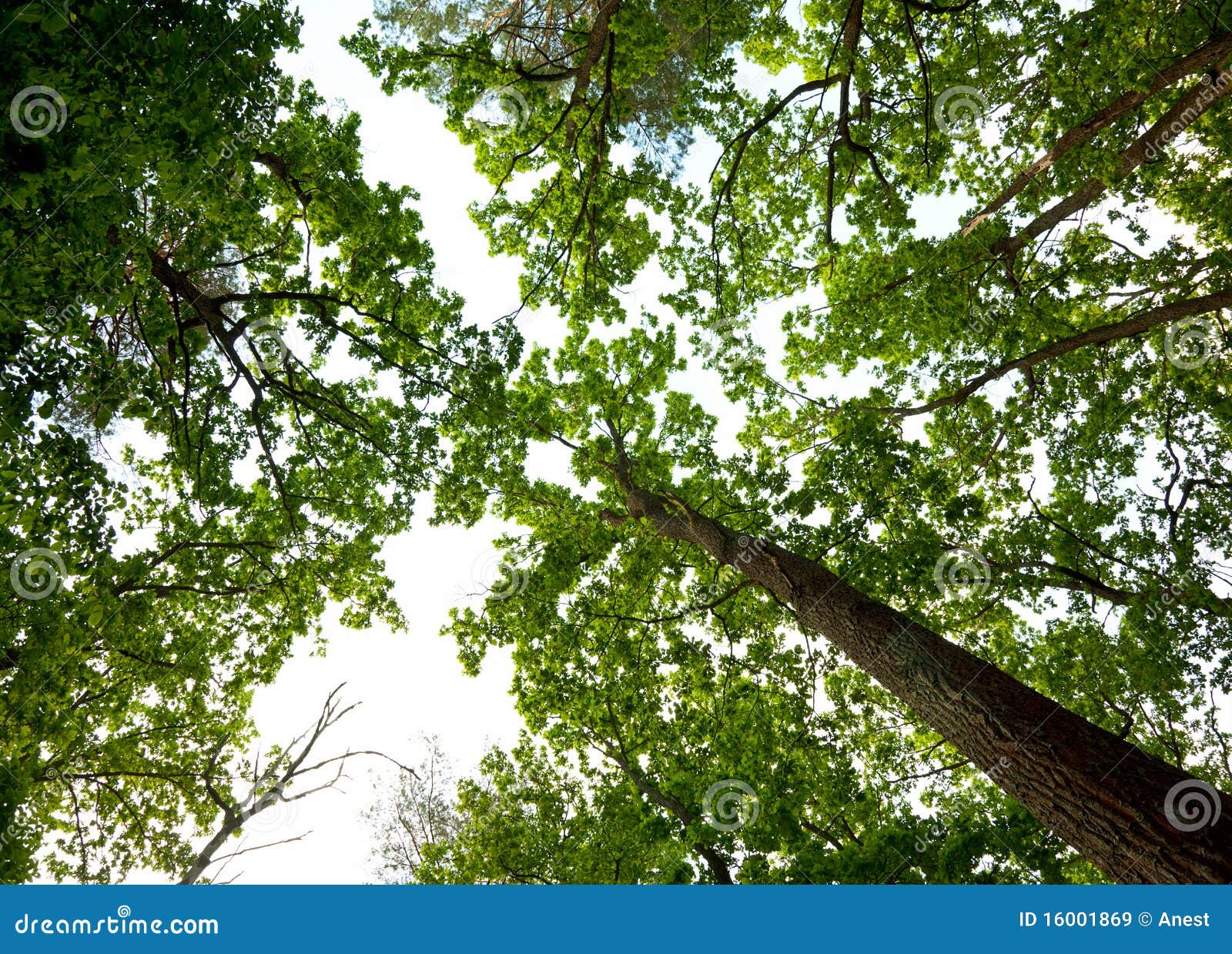 Oak woods canopy stock image. Image of large, canopy - 16001869