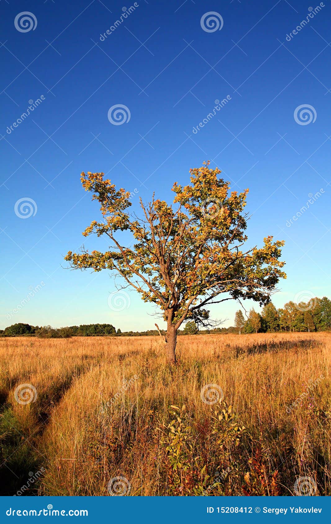 Oak on yellow field stock photo. Image of quiet, calm - 15208412