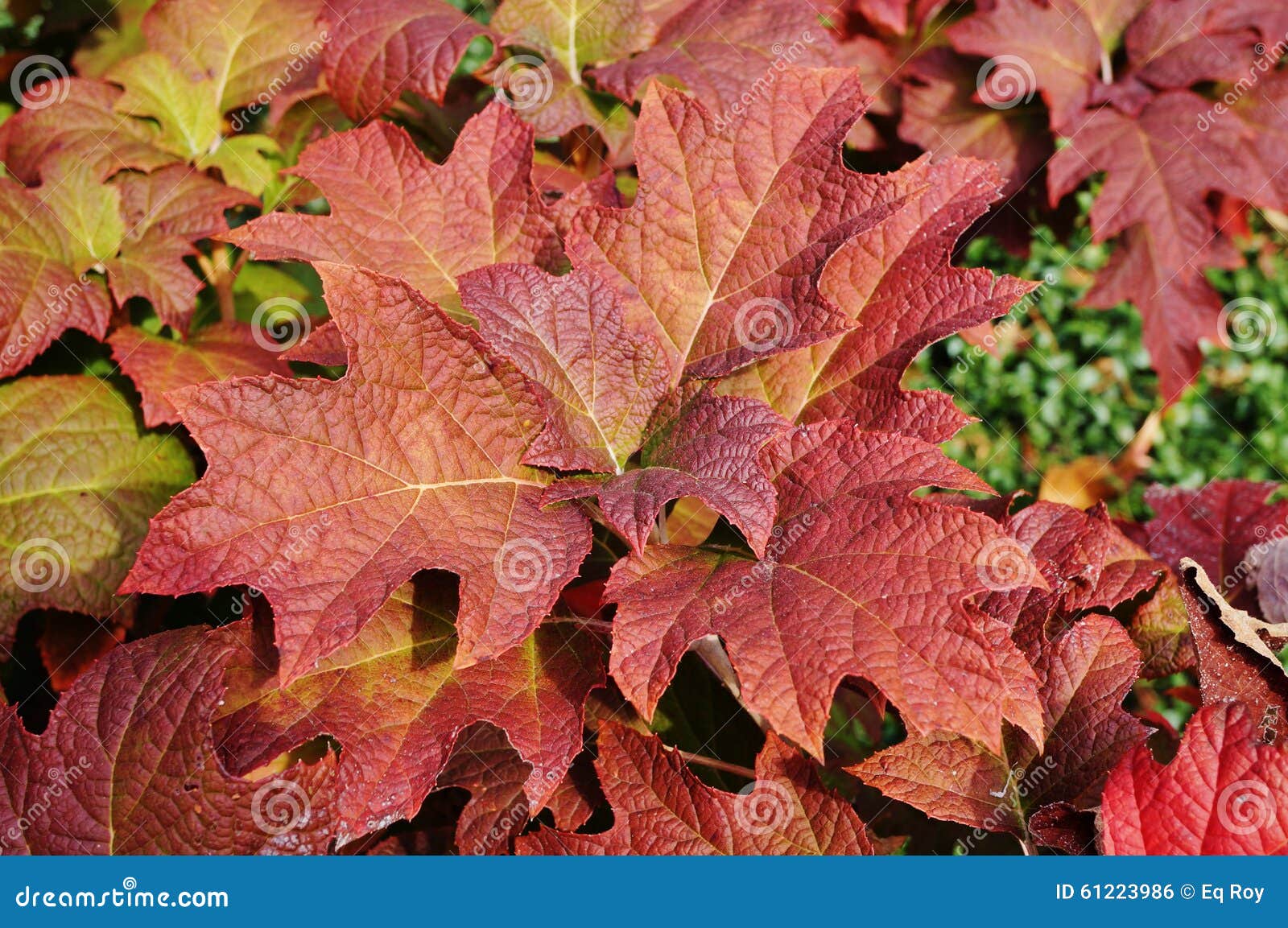 Oakleaf Hydrangea (hortensia Quercifolia) Stock Photo - Image of autumn ...
