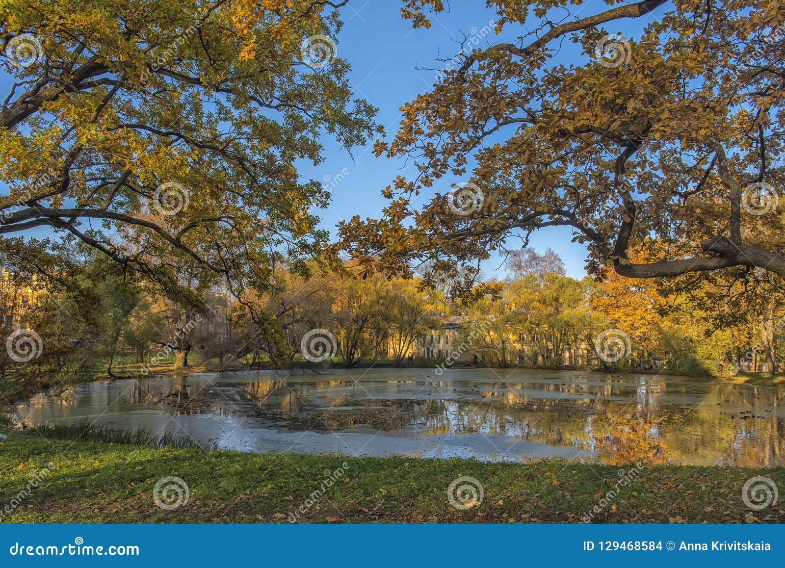Oaks in the Fall by the Pond Stock Photo - Image of background, decayed ...
