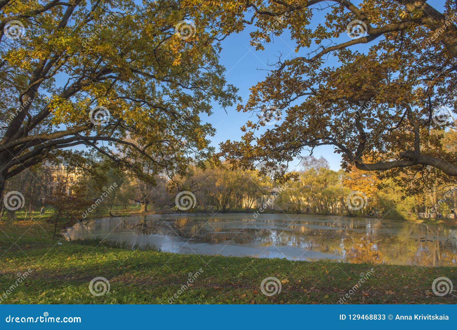 Oaks in the Fall by the Pond Stock Image - Image of leaves, alley ...