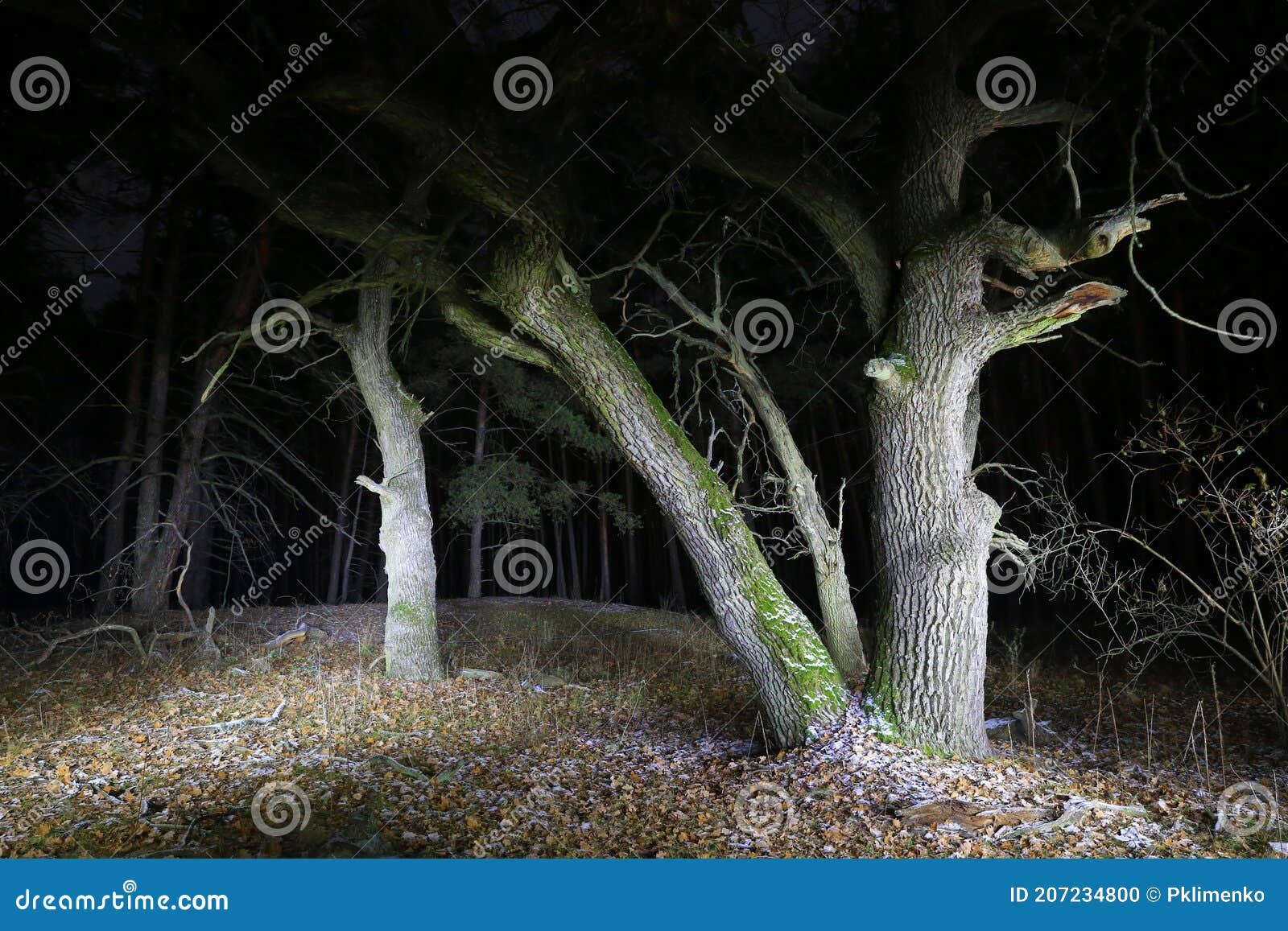 Oaks in night forest stock photo. Image of natural, night - 207234800