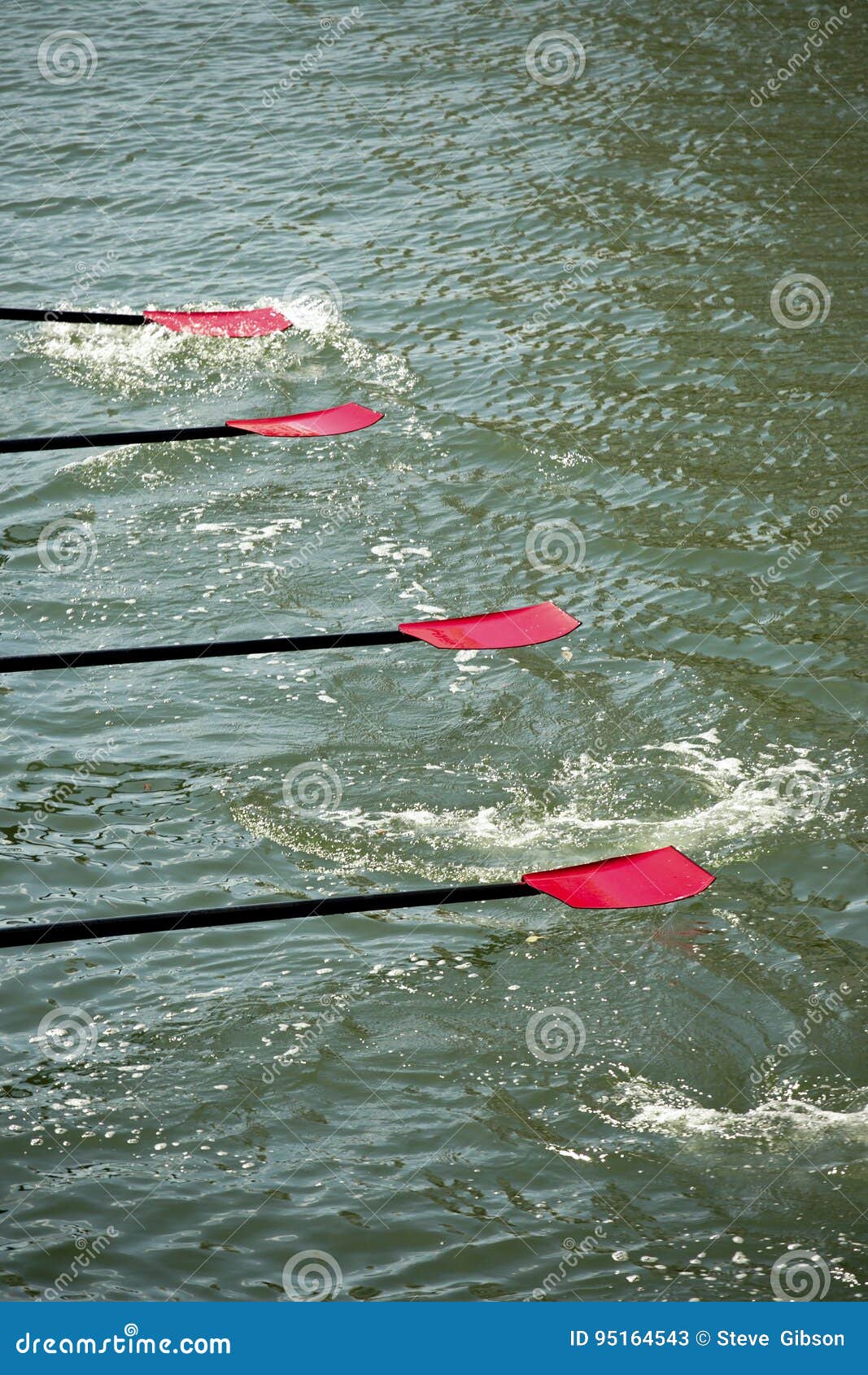 Oars in the Water stock image. Image of together, unison - 95164543