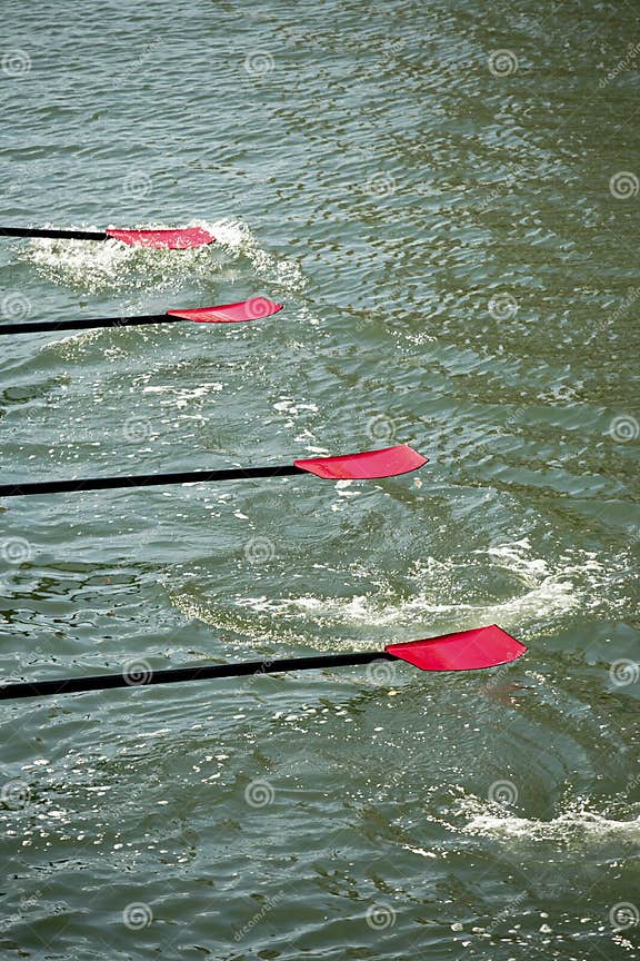 Oars in the Water stock image. Image of together, unison - 95164543